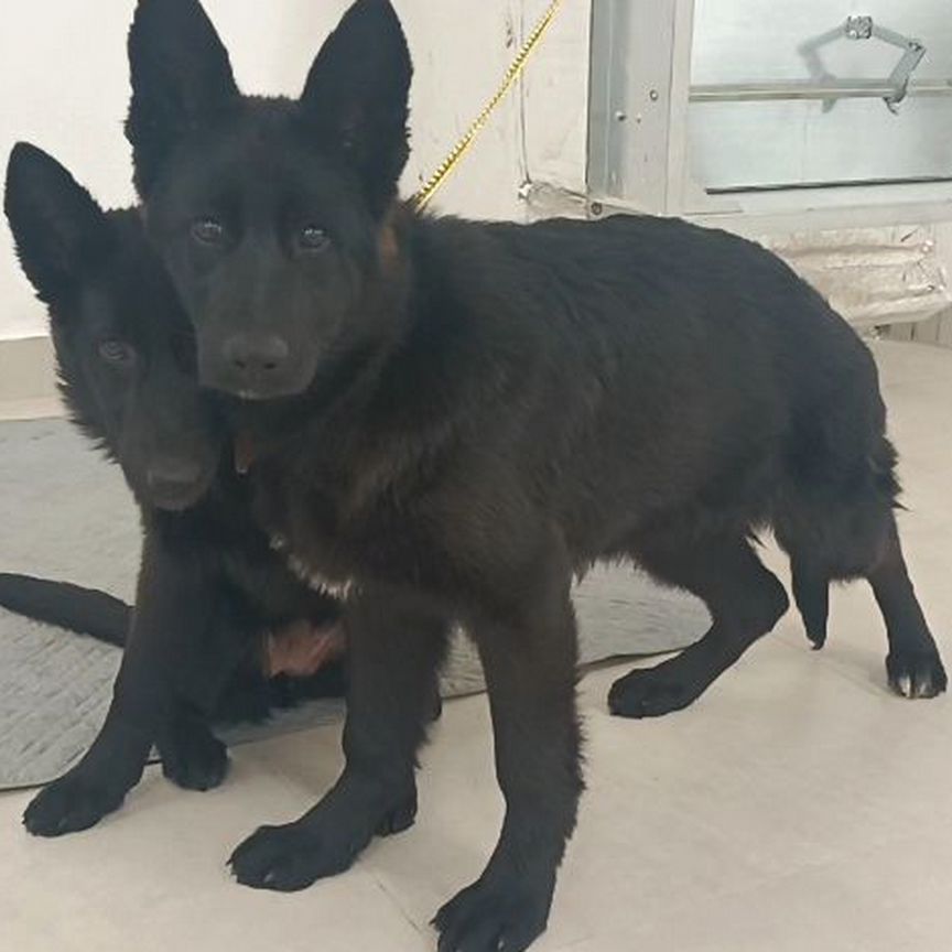 Немецкая овчарка, щенок