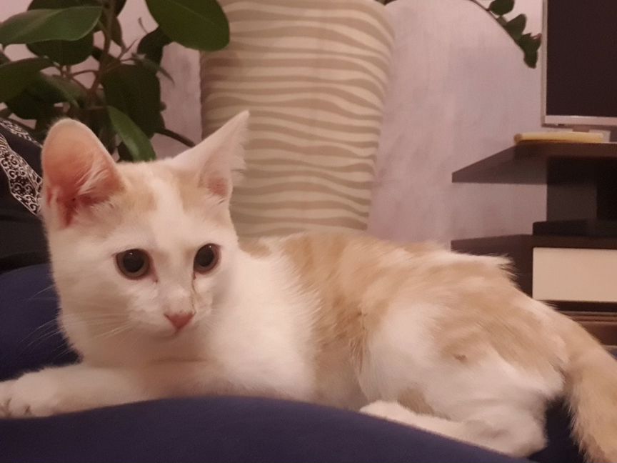 Котик 3 мес