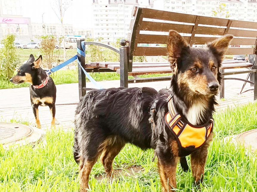 Щенок девочка 7 месяцев