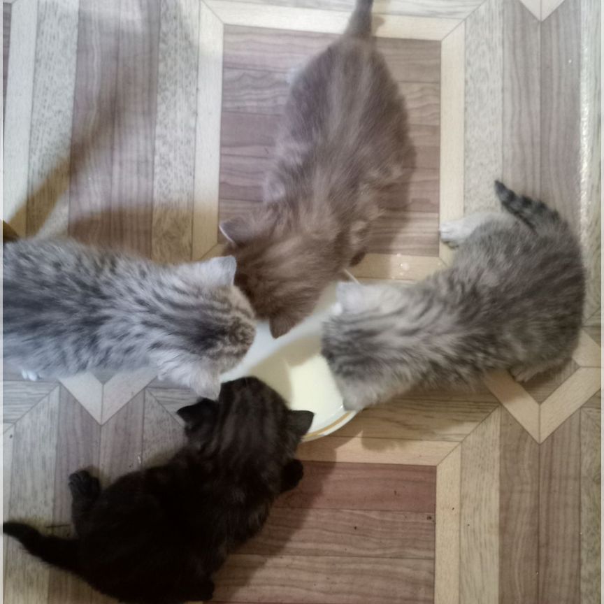 Шотландский прямоухий короткошёрстный котёнок