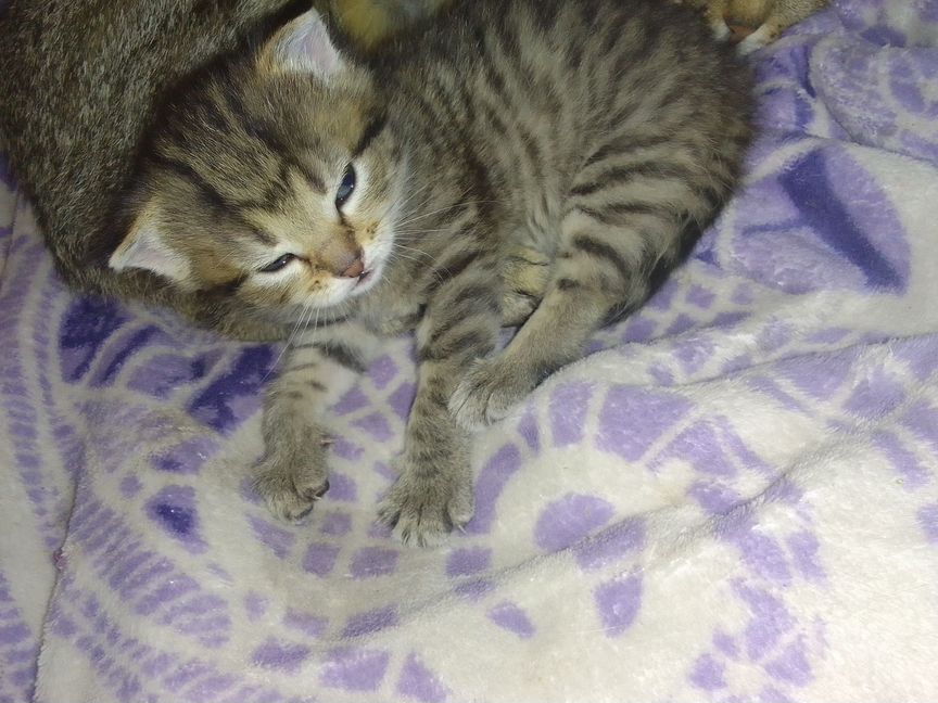 Котенок Люся
