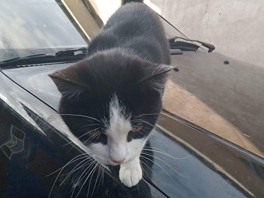 Нужна передержка бездомному коту