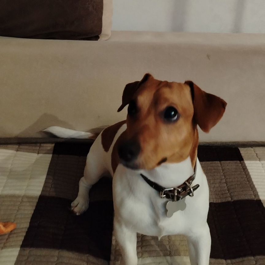 Джек-рассел-терьер, вязка