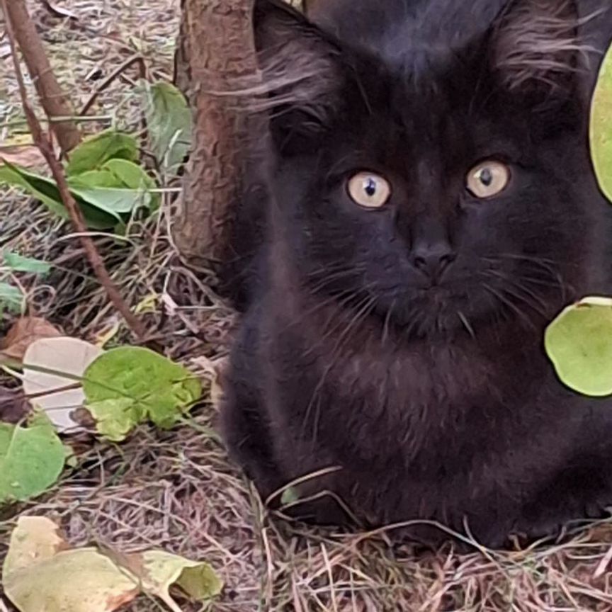 Черный котик 4 мес