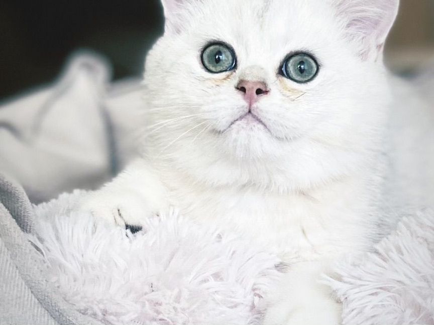 Шотландский котик Каспер