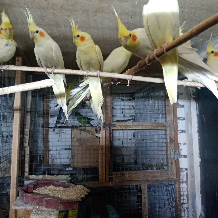 Попугай корелла птенец