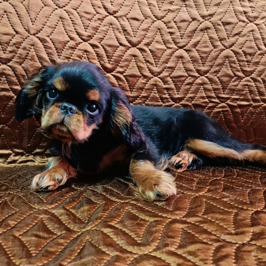 Кавалер кинг-чарльз-спаниель, щенок