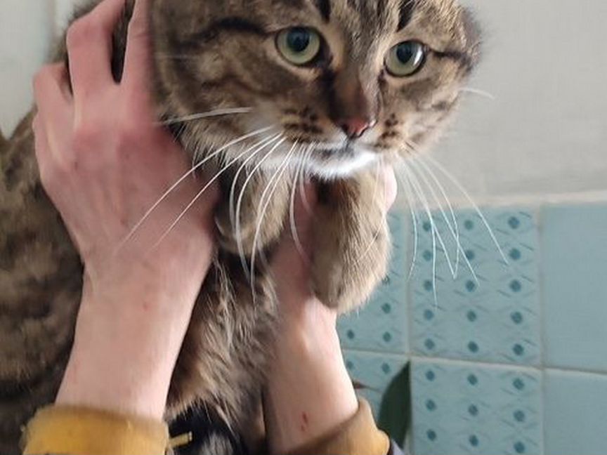 Отдам в добрые руки