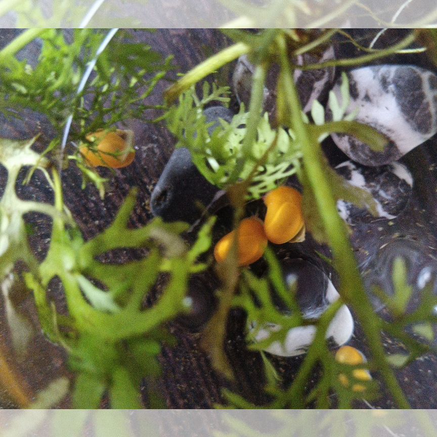 Улитки аквариумные ампулярии