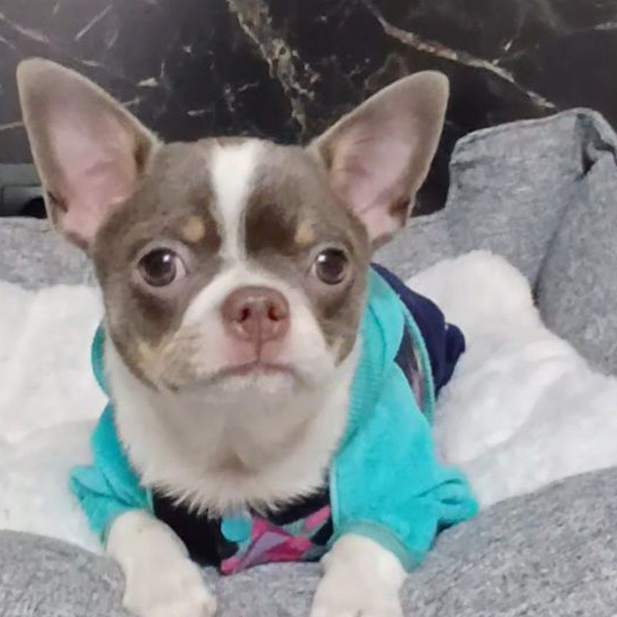 Чихуахуа, щенок