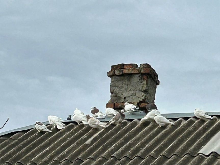 Продажа голубей