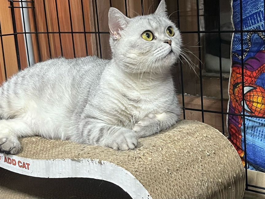 Котики ищут дом, всё с тяжёлым прошлым