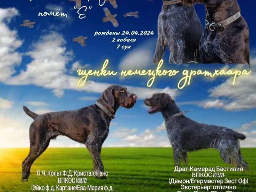 Щенки дратхара