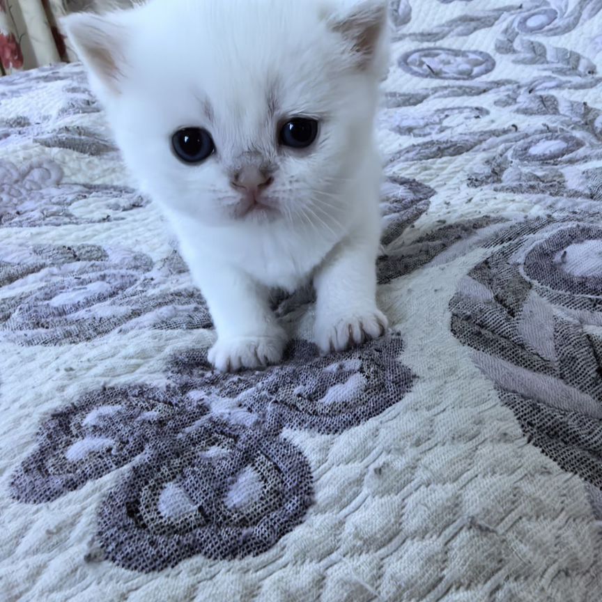 Британский короткошёрстный котёнок