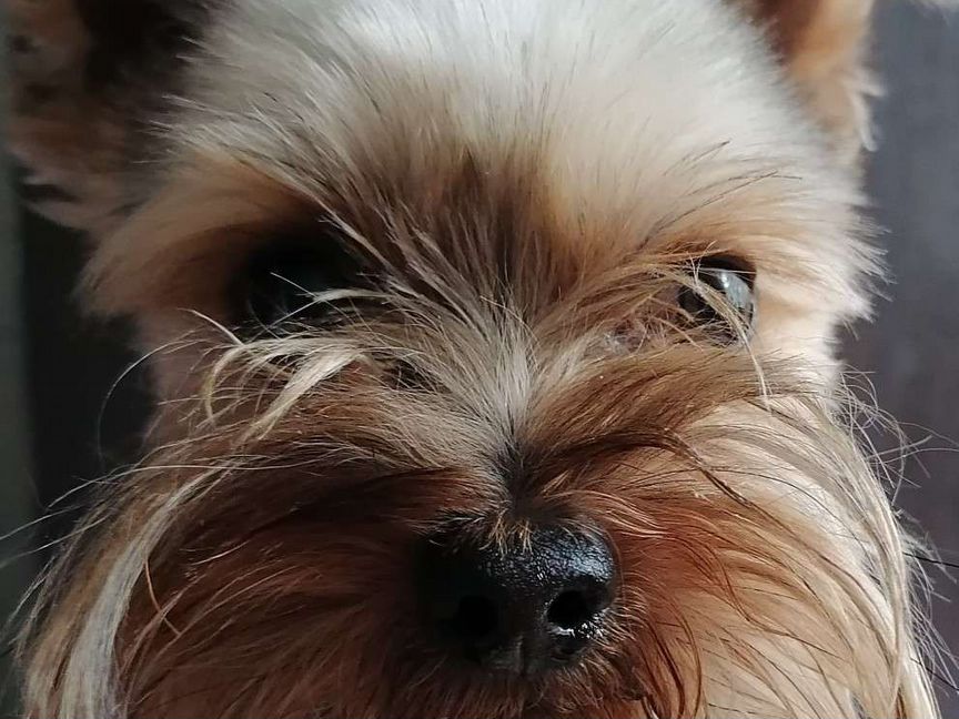 Йоркширский терьер бесплатно вязка