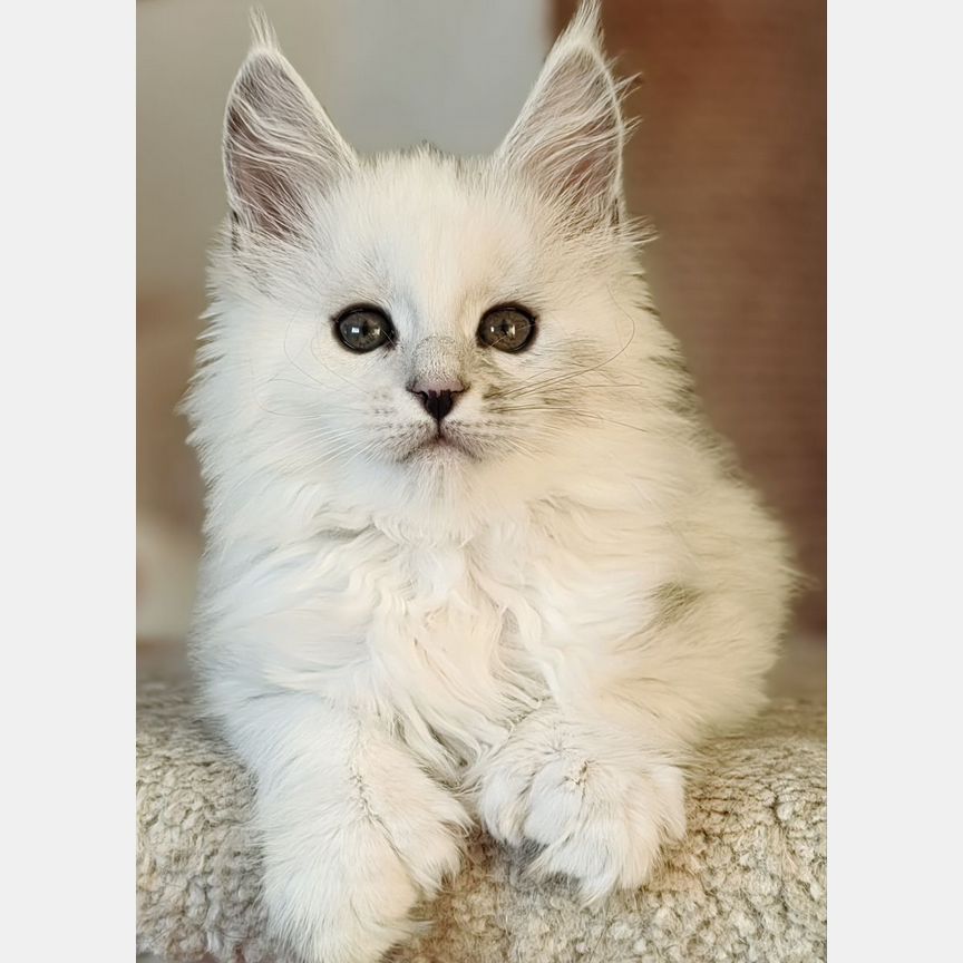 Лучшие котята Мейн кун