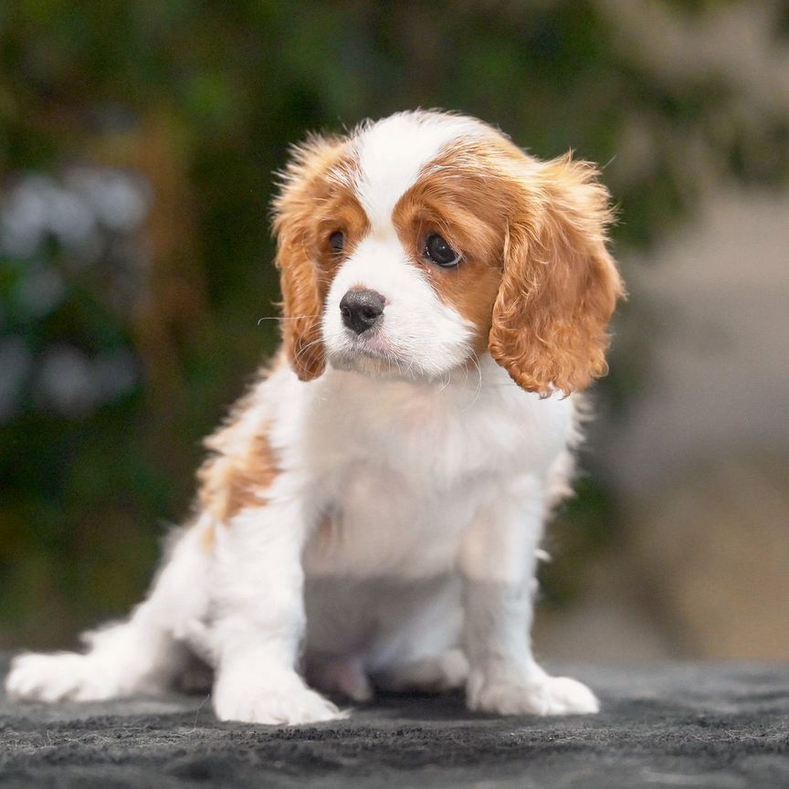 Кинг чарльз спаниель щенок мальчик