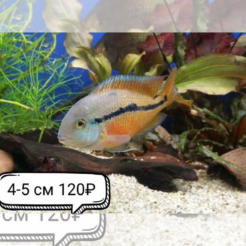 Аквариумные рыбы