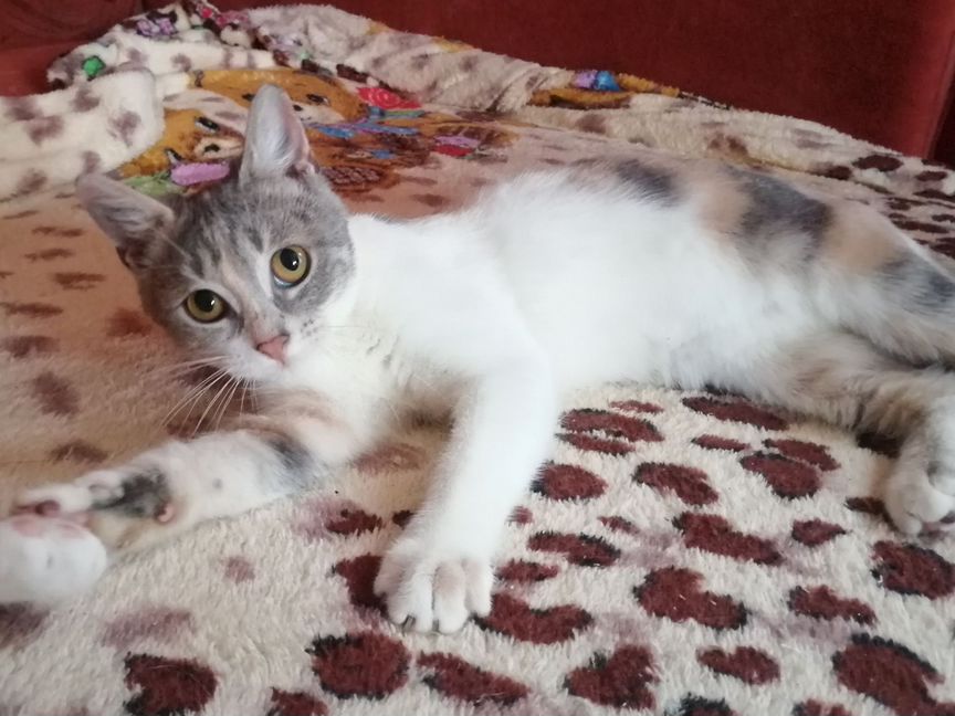 Котенок-подросток в добрые руки