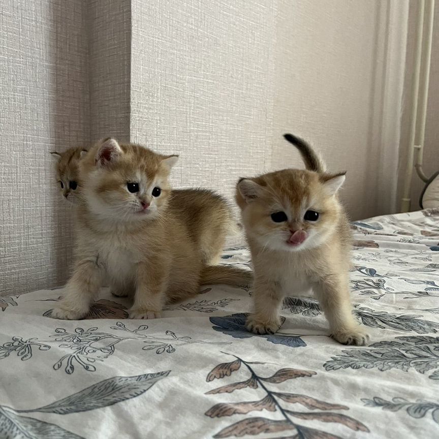 Котята золотая шиншилла