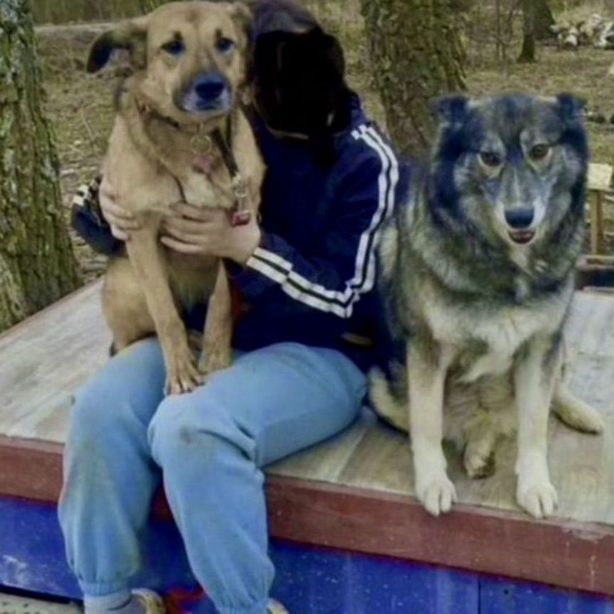 Взрослая собака в добрые руки