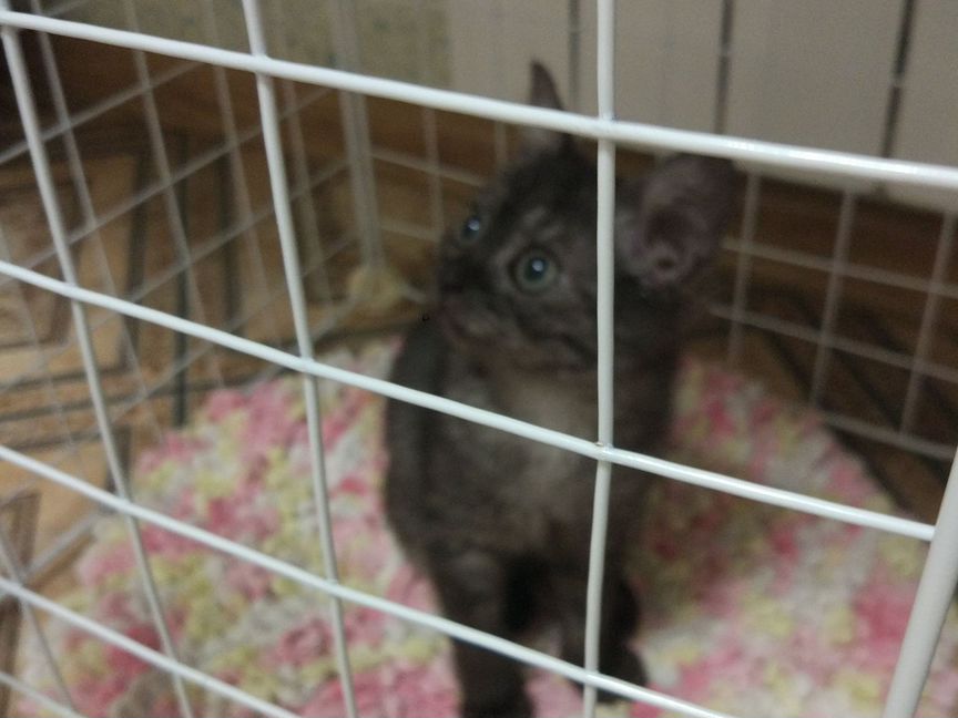 Девочка в добрые руки