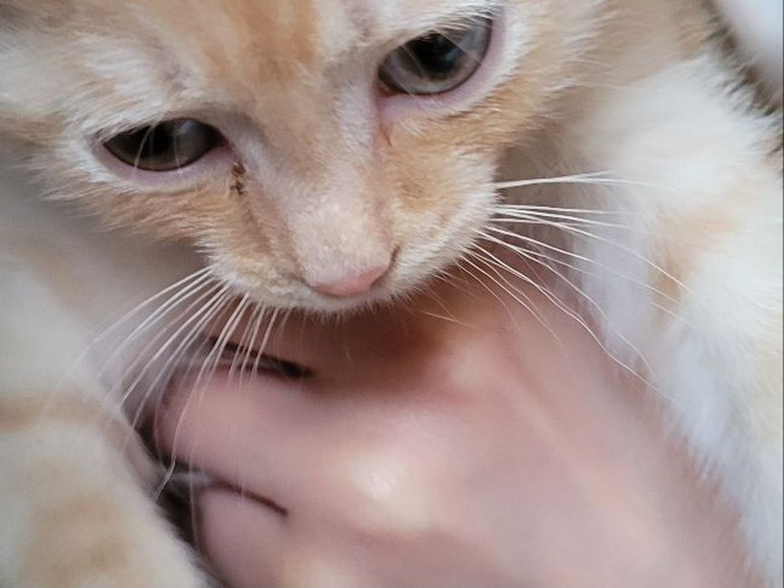 Найден котенок,мальчик,отдам