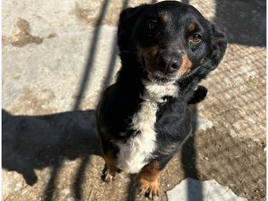 Собаки желают обрести семью)