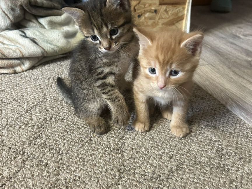 Котята отдам