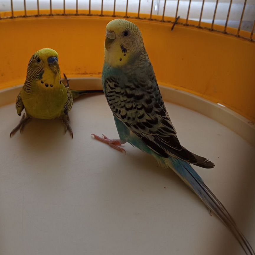 Волнистый попугай с клеткой