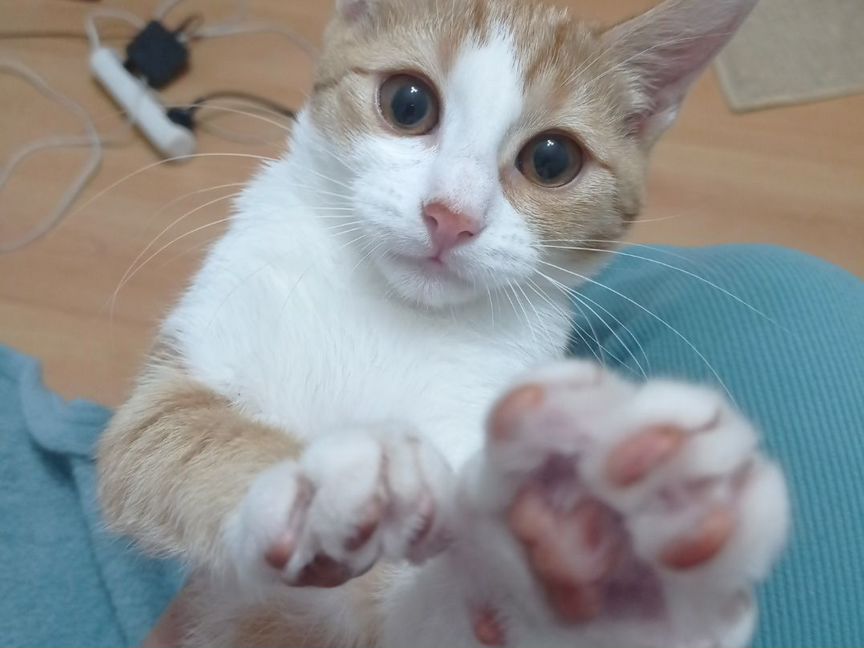 Кошка 3,5 мес