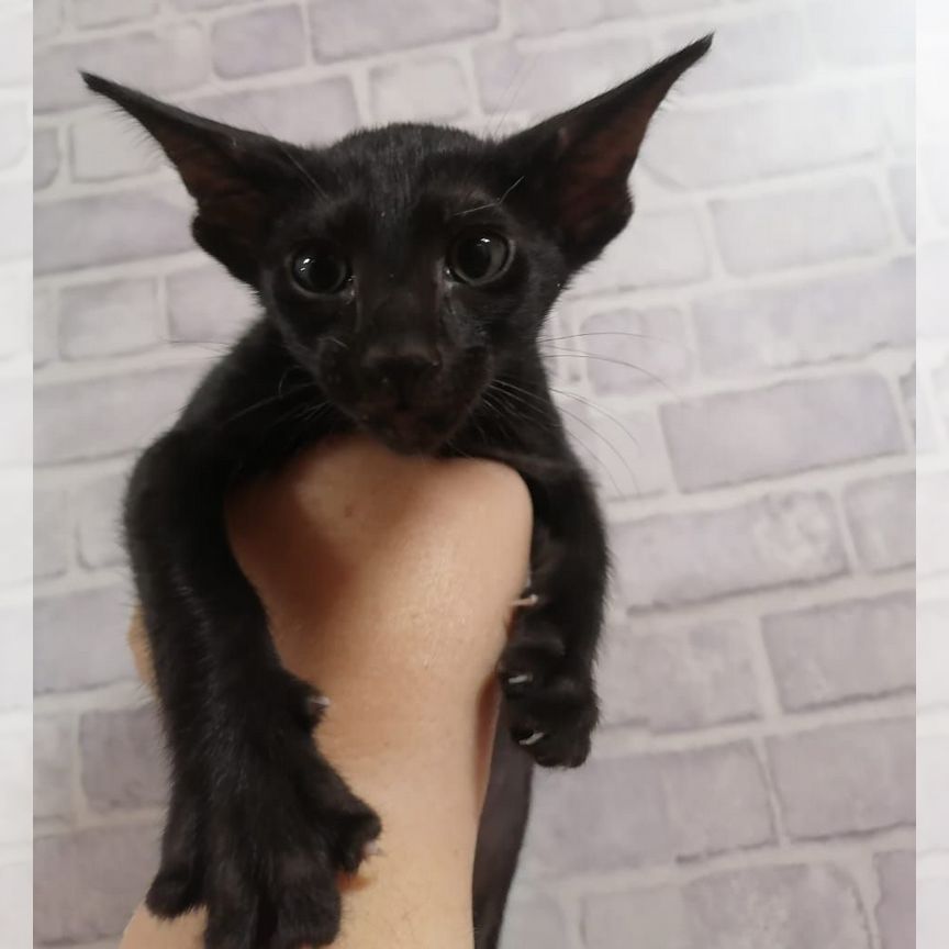 Ориентальные котята