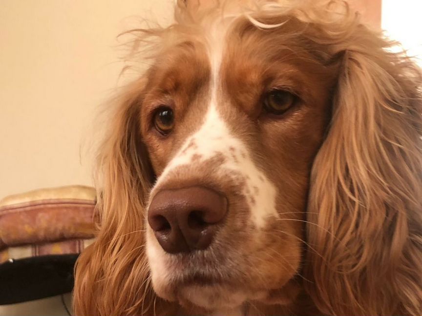 Вязка американский спаниель