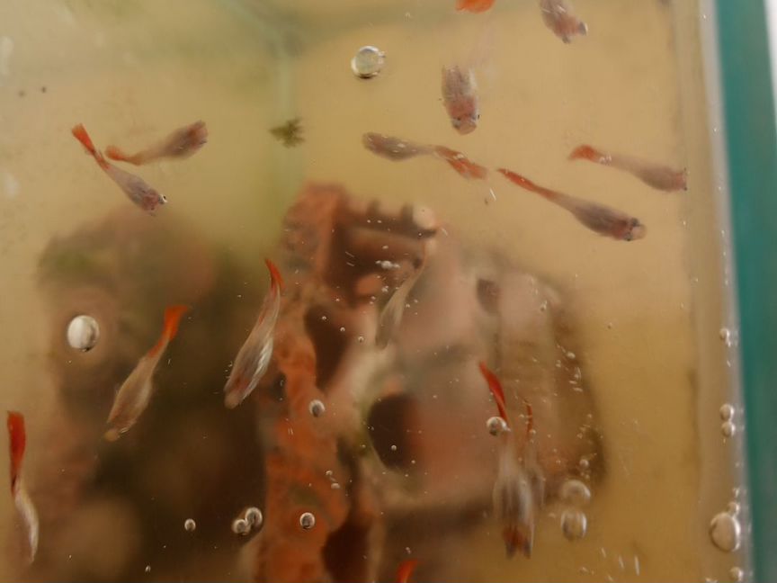 Аквариумные рыбки гуппи