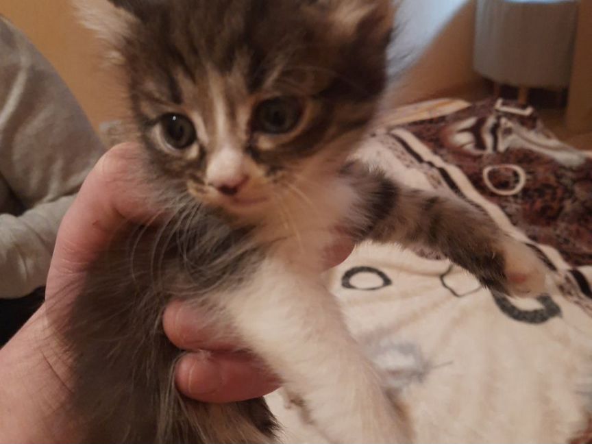 Котята в добрые руки 1 месяц