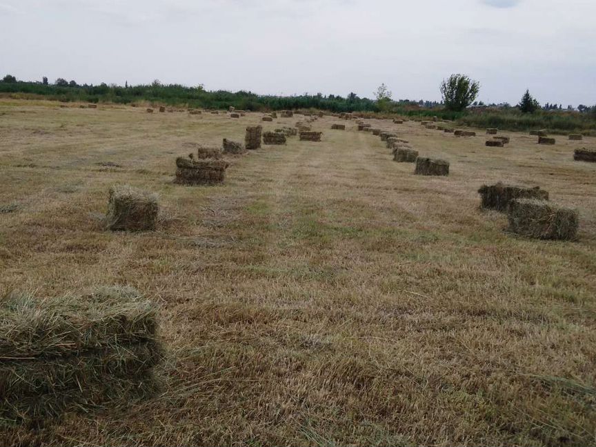 Сено луговое в тюках