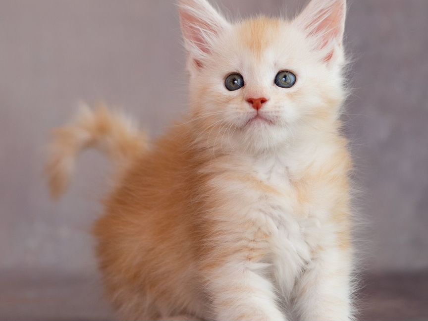 Девочка Мейн-Кун красный дым