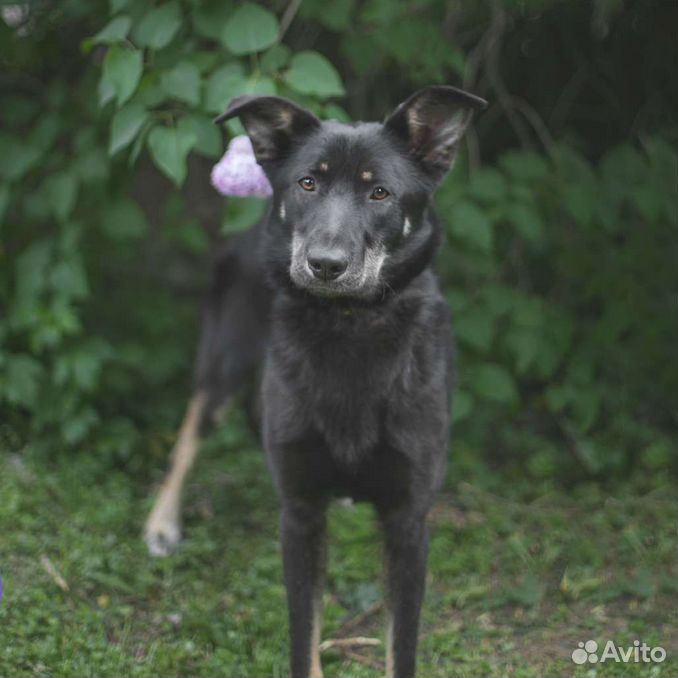 Черри ищет дом, собака в добрые руки