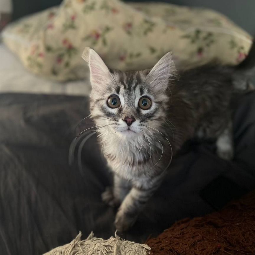 Котенок
