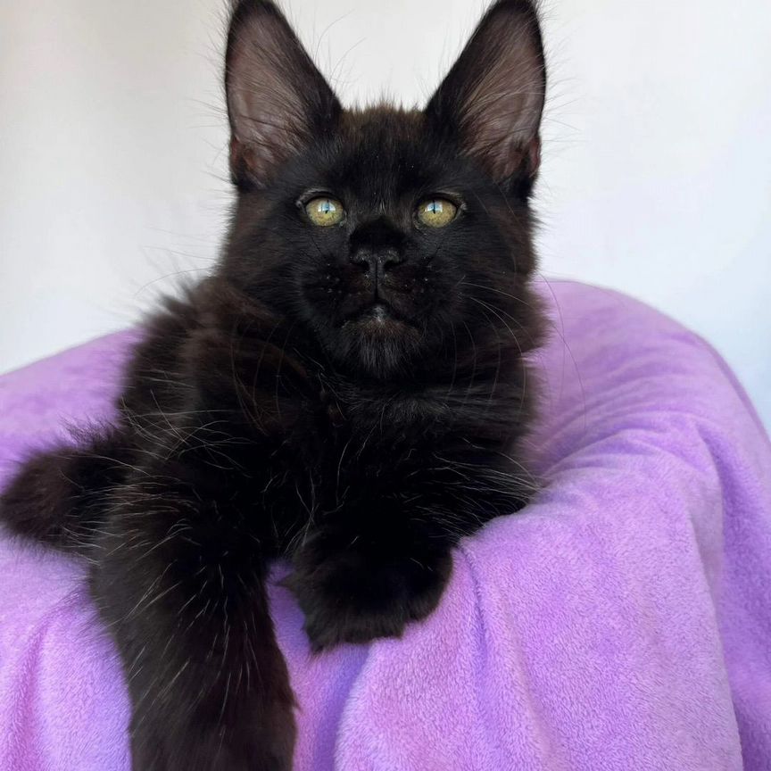 Котята мейн-кун черный