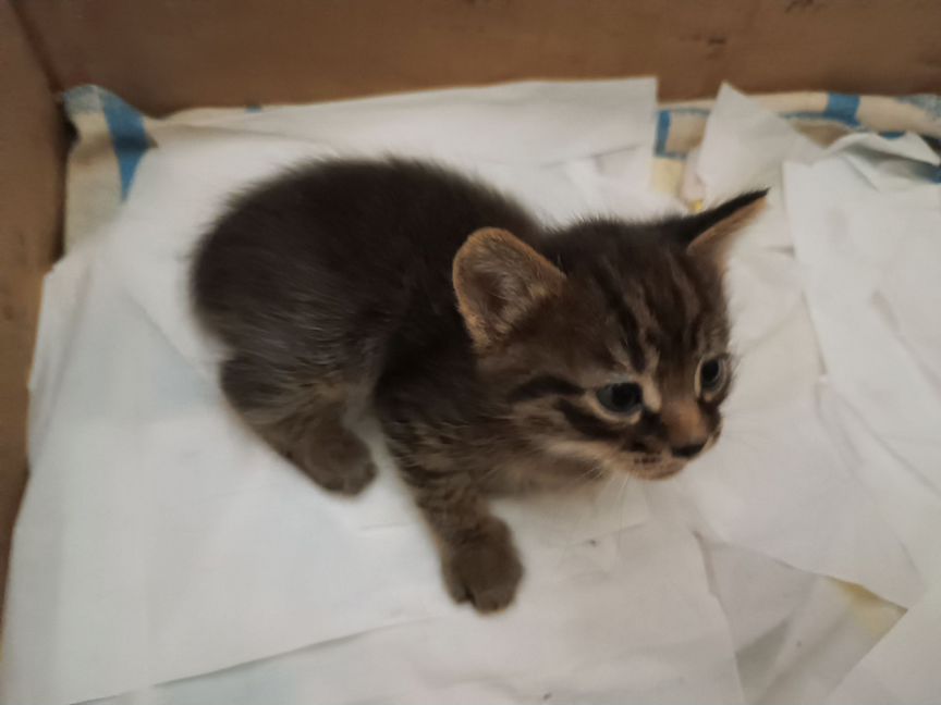 Котенок тёмно-серый