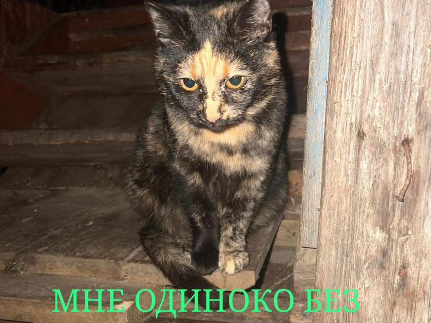 Киса сандра, 1 год., стерилиз. черепах. окраса