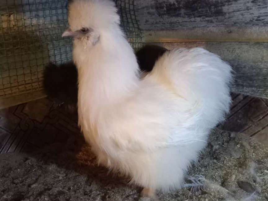 Цыплята,петух китайский