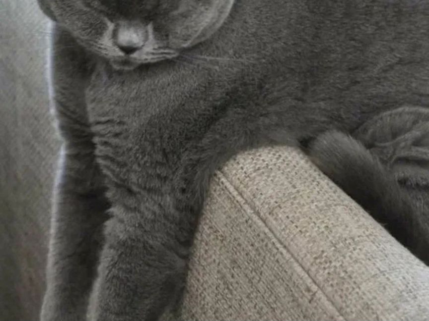 Русская голубая отдам