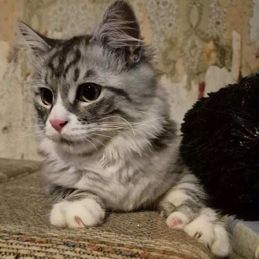 Котёнок в добрые руки