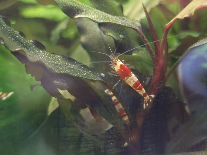 Креветки Кристаллы (Пчёлы)