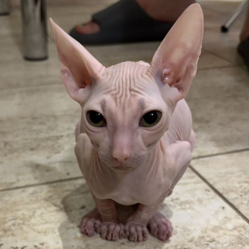 Донской сфинкс котёнок