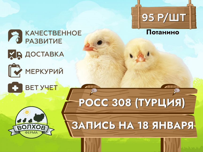 Суточные цыплята росс308 доставка в потанино