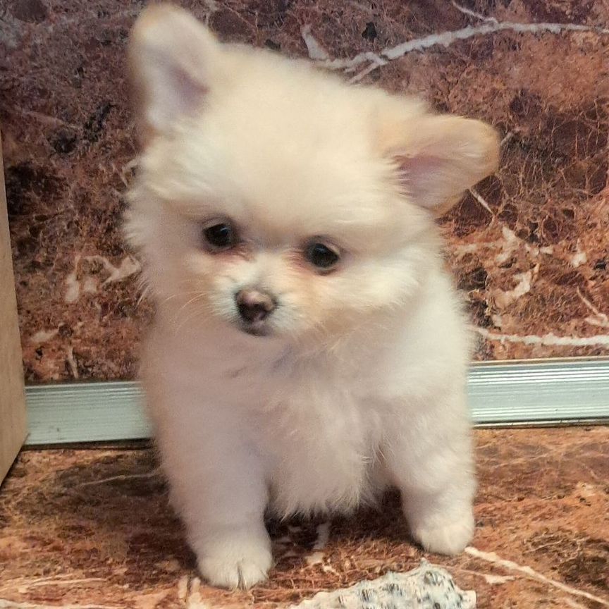 Померанский шпиц, щенок