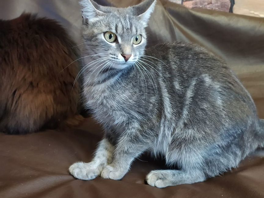 Молодая кошечка